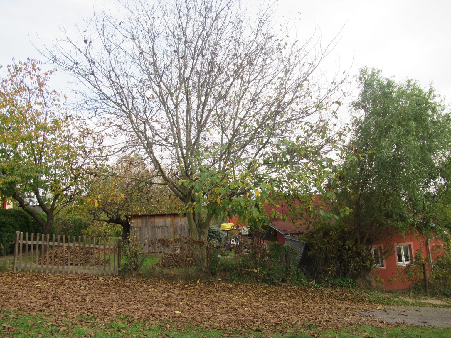 My walnut tree « Ricky Yates